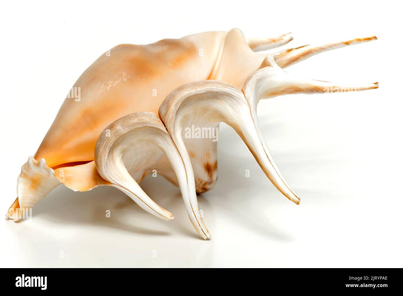 Big tropical seashell isolated on white background Stock Photo - Alamy