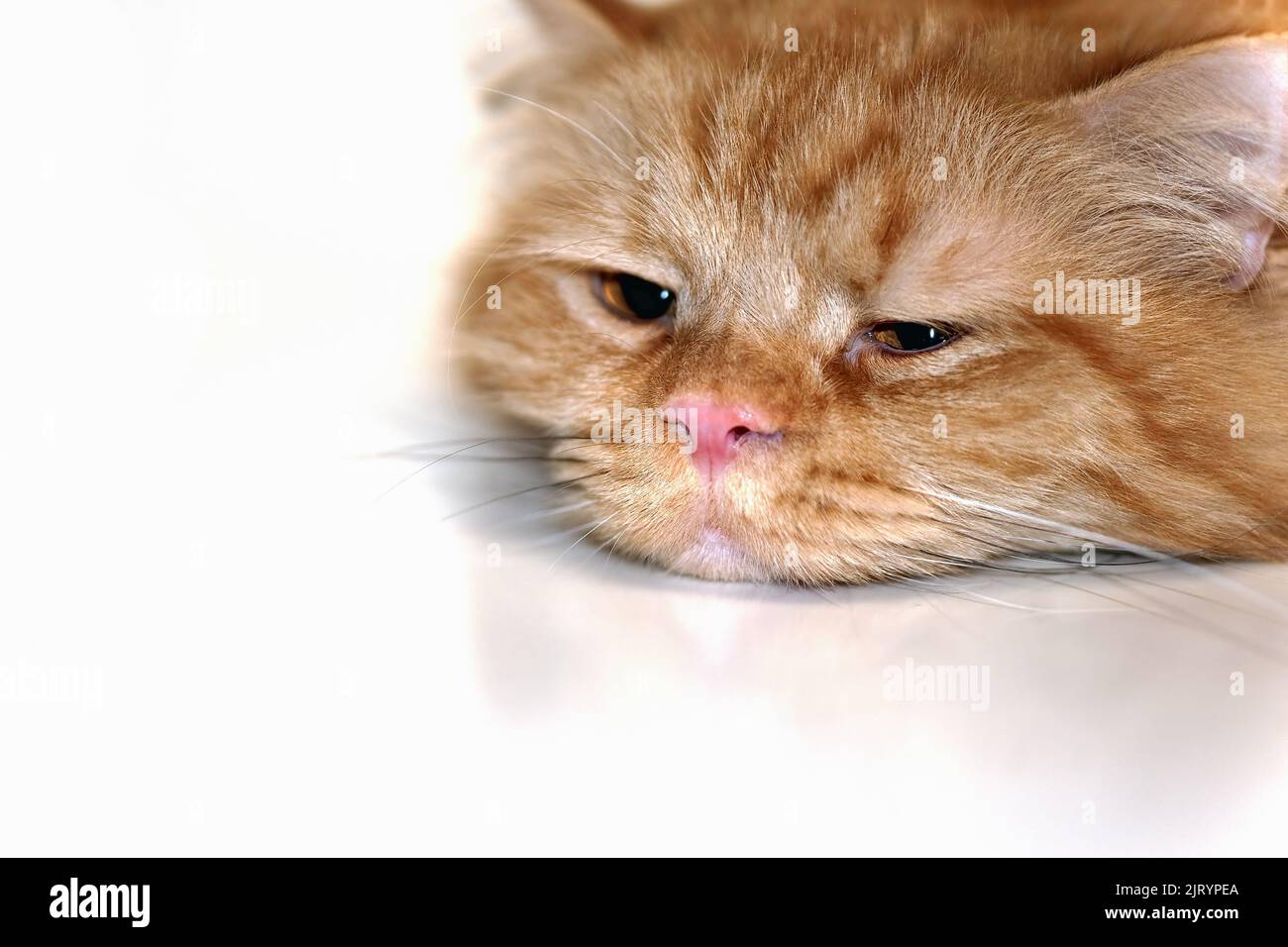 Maine coon cat red face on white background Stock Photo - Alamy