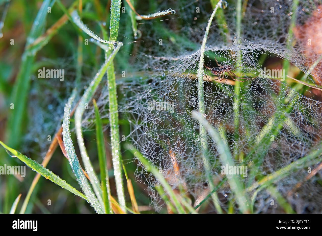 Dewed web and hidden spider Stock Photo - Alamy