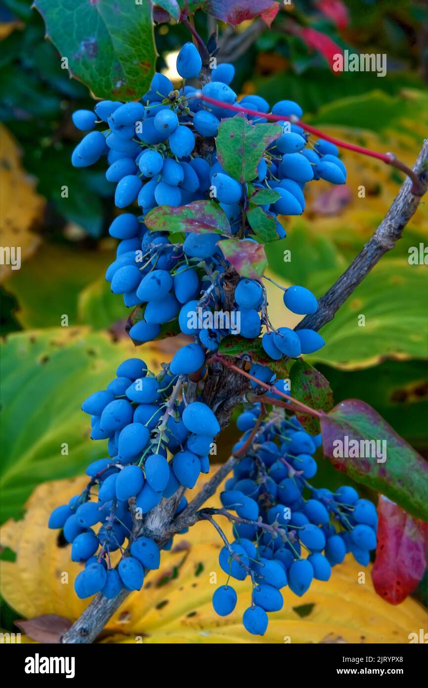 View beautiful grape bush blue hi-res stock photography and images - Alamy