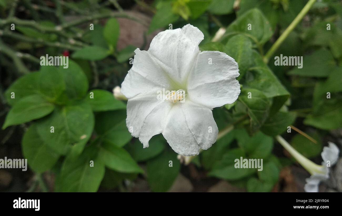 A white Mirabilis Jalapa flower blooming in the garden Stock Photo - Alamy