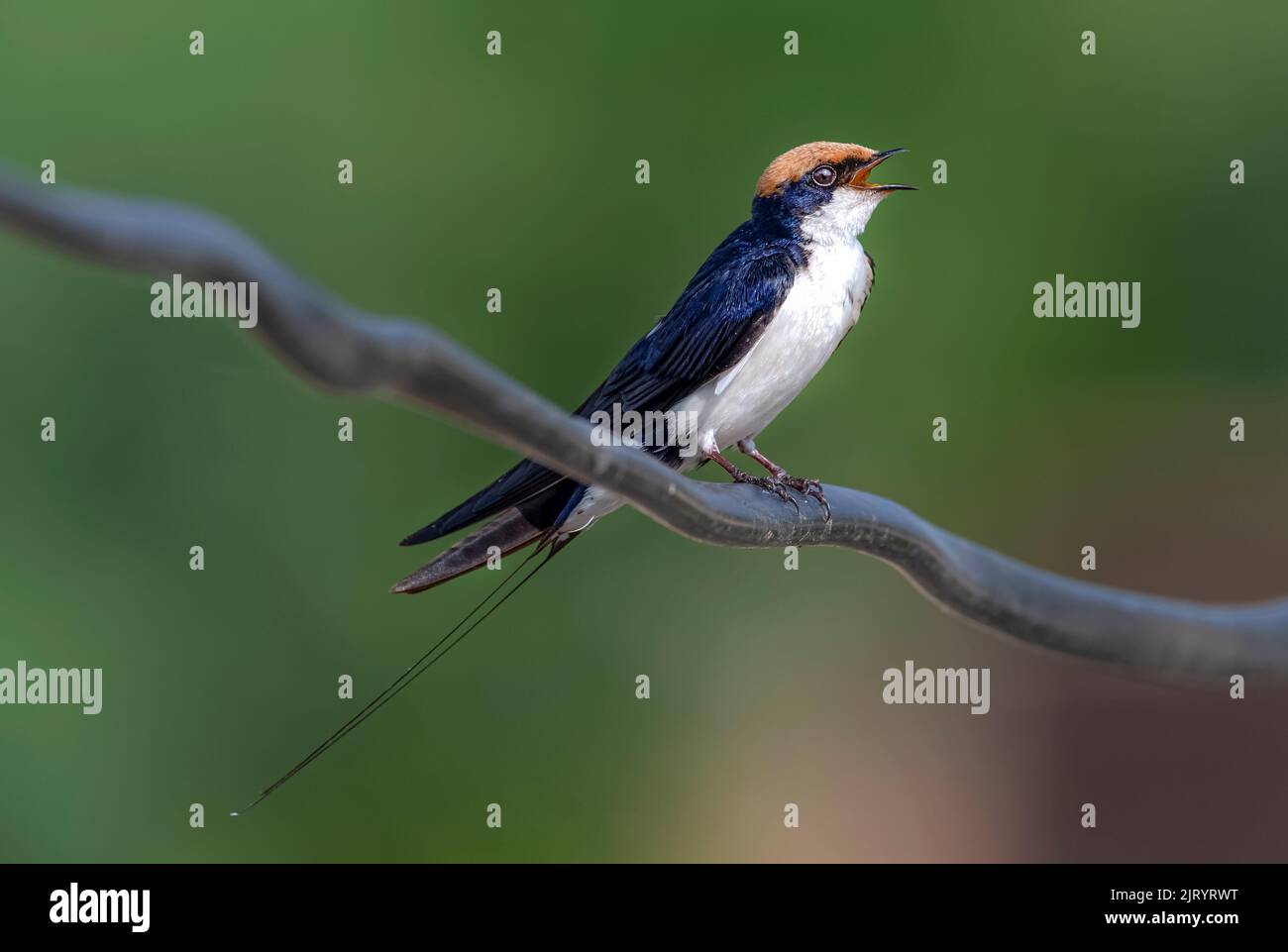 bird on the wire, closeup of beautiful bird, The wire-tailed swallow is ...