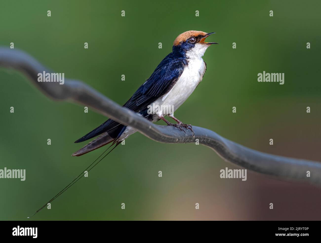 bird on the wire, closeup of beautiful bird, The wire-tailed swallow is ...