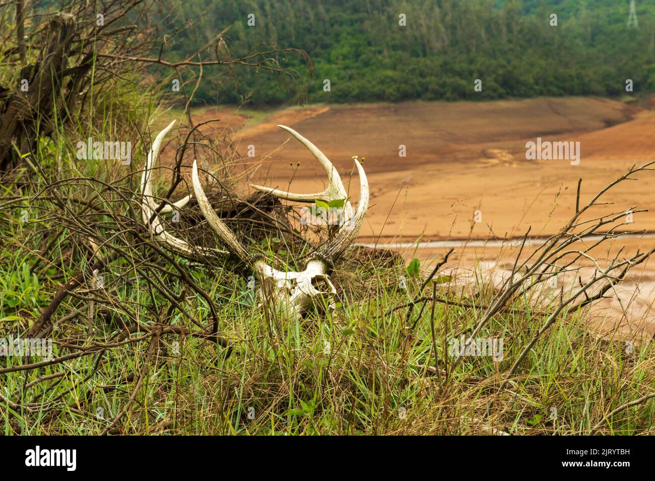 Deer antlers are made of bones that grow and shed every year. They are ...