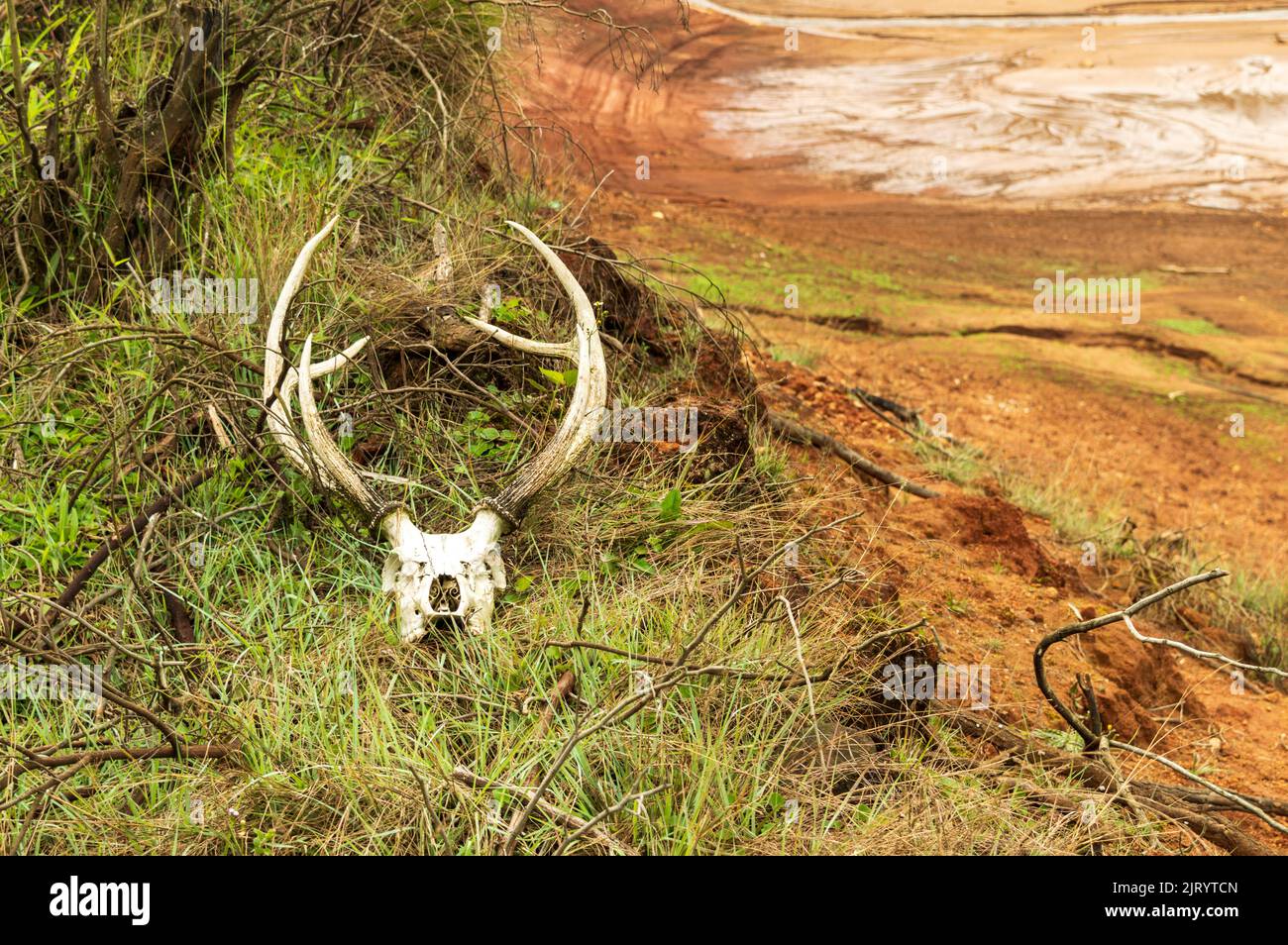 Deer antlers are made of bones that grow and shed every year. They are ...