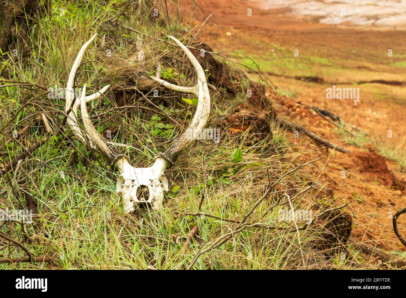 Deer antlers are made of bones that grow and shed every year. They are ...