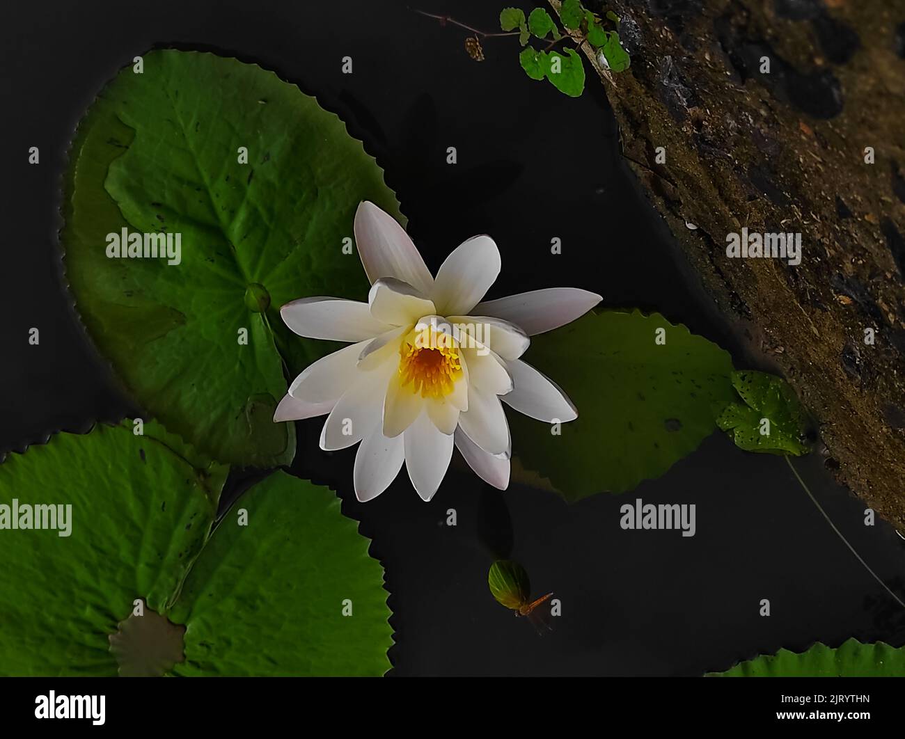 A White Water Lily Lilies Pygmy Flowers Plant Vine Nature Beauty ...