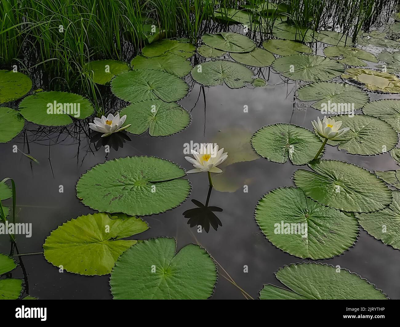 A White Water Lily Lilies Pygmy Flowers Plant Vine Nature Beauty ...