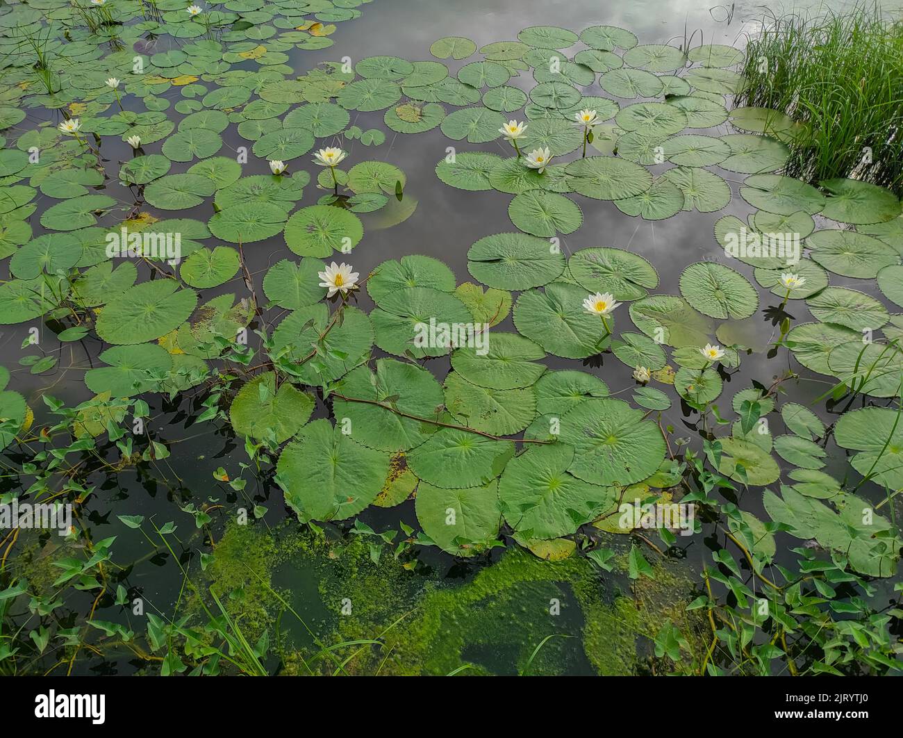 A White Water Lily Lilies Pygmy Flowers Plant Vine Nature Beauty ...