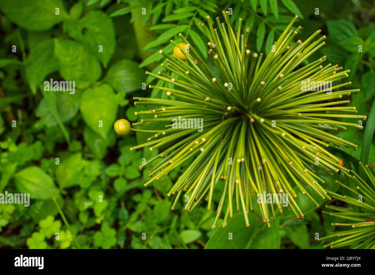 An inflorescence is a group or cluster of flowers arranged on a stem ...