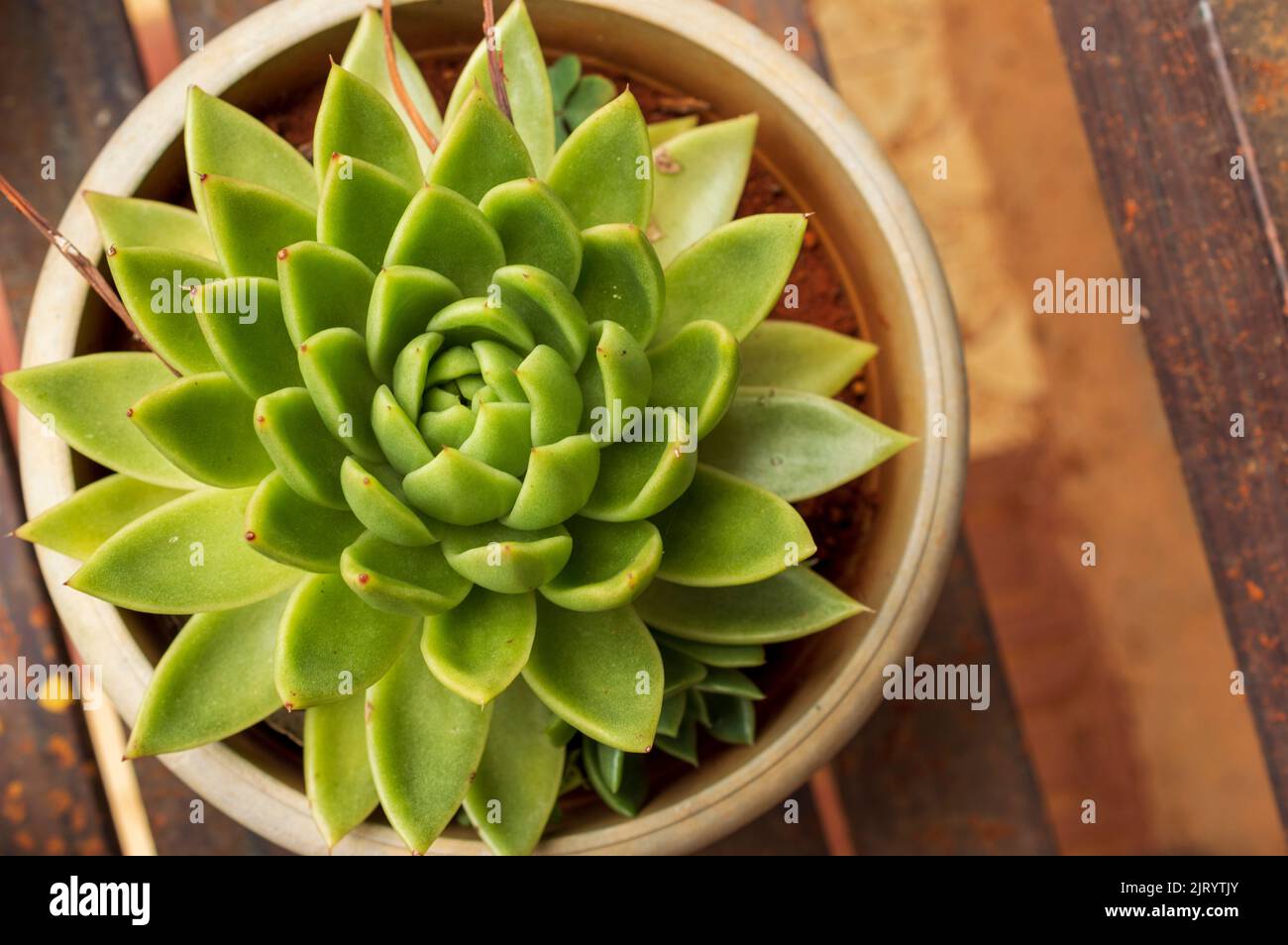 A succulent is any plant that stores water in juicy leaves, stems or ...