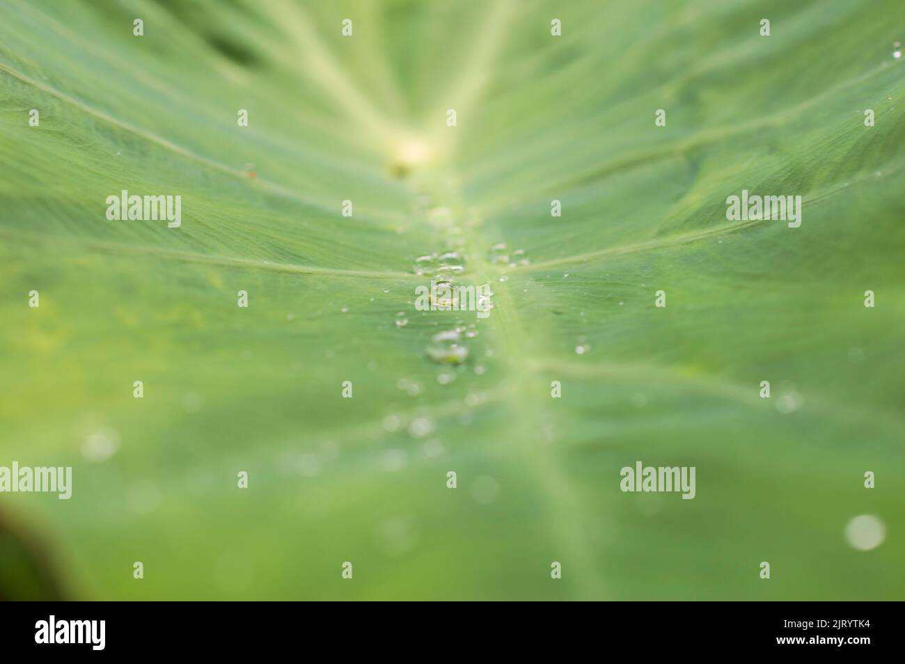 Colocasia leaves will never get wet because they are covered with waxy ...