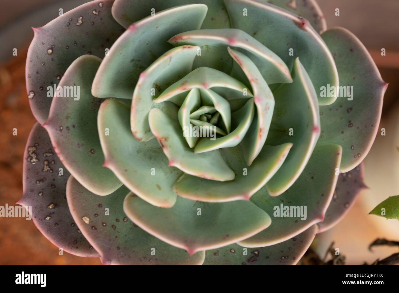 A succulent is any plant that stores water in juicy leaves, stems or ...