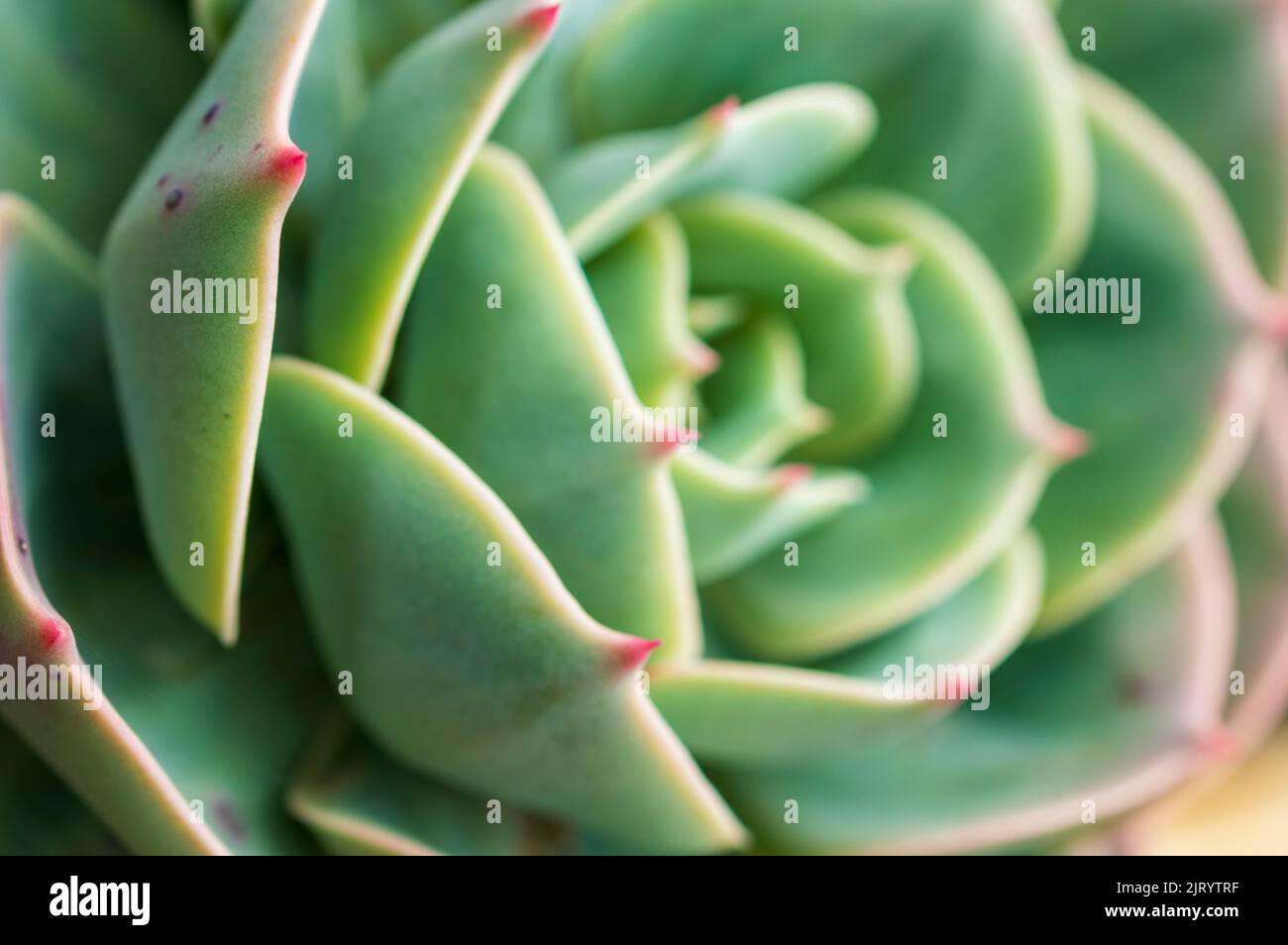 A succulent is any plant that stores water in juicy leaves, stems or ...