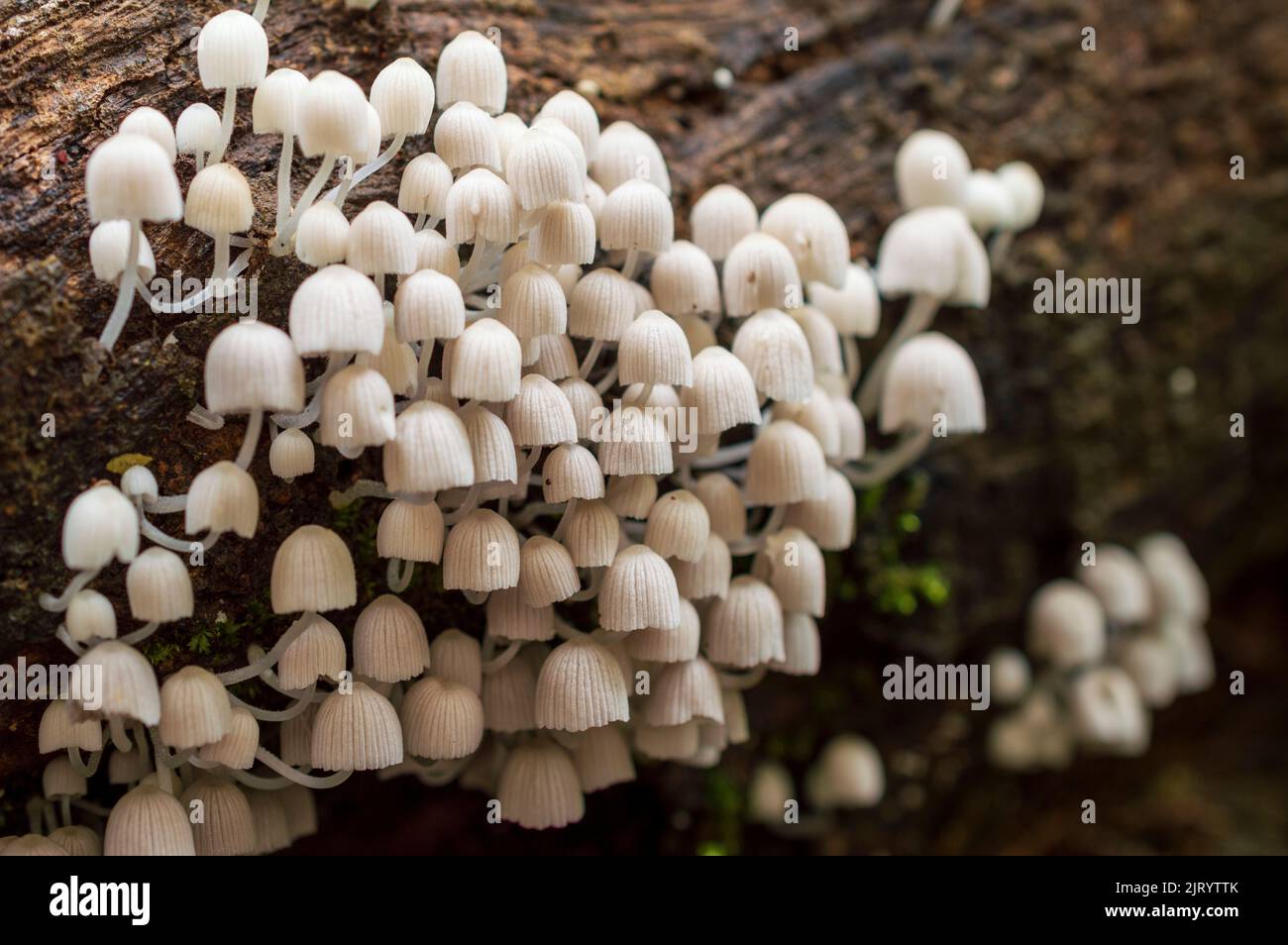 A mushroom is the fleshy, spore bearing fruiting body of a fungus ...
