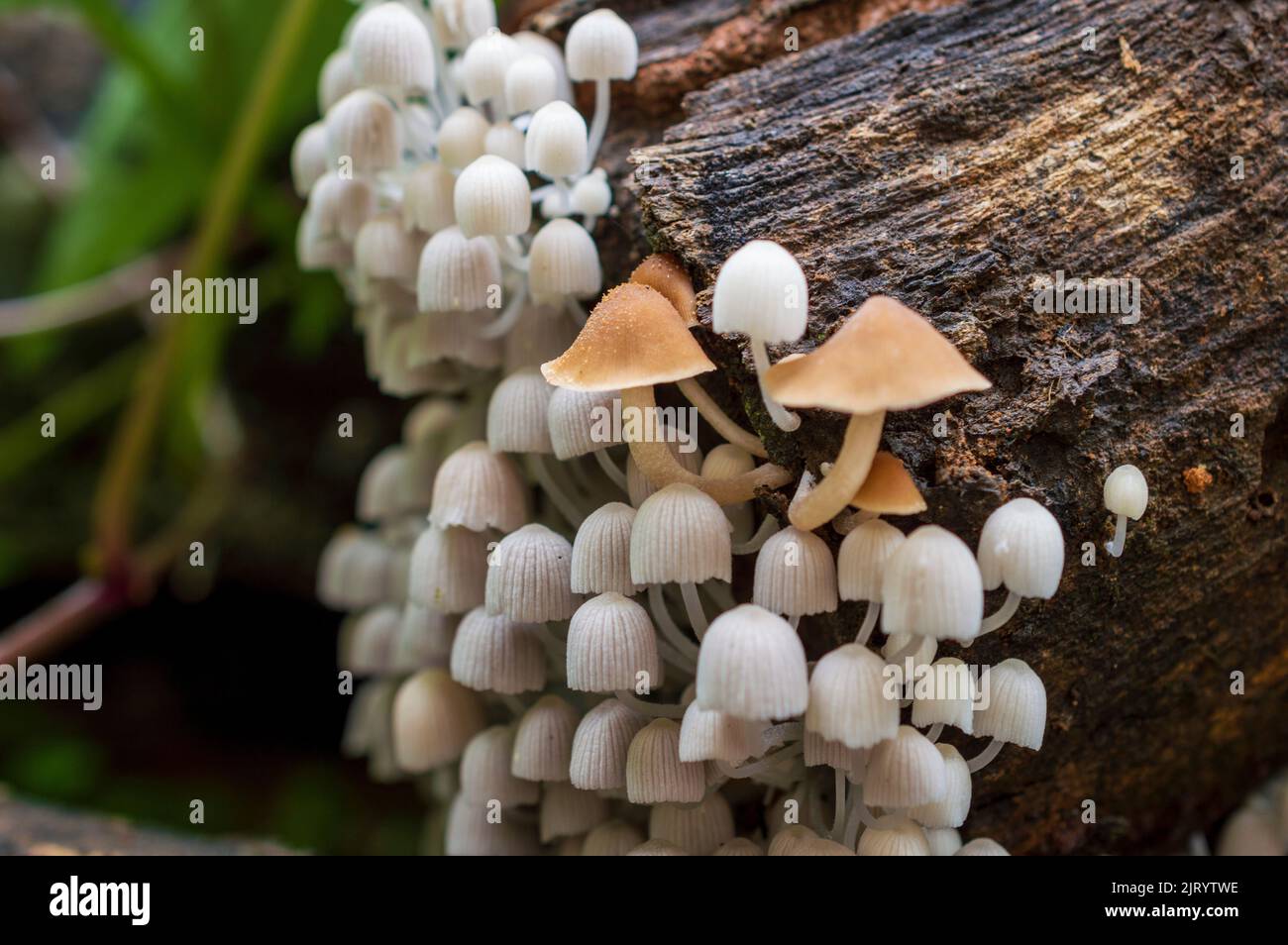 A mushroom is the fleshy hi-res stock photography and images - Alamy