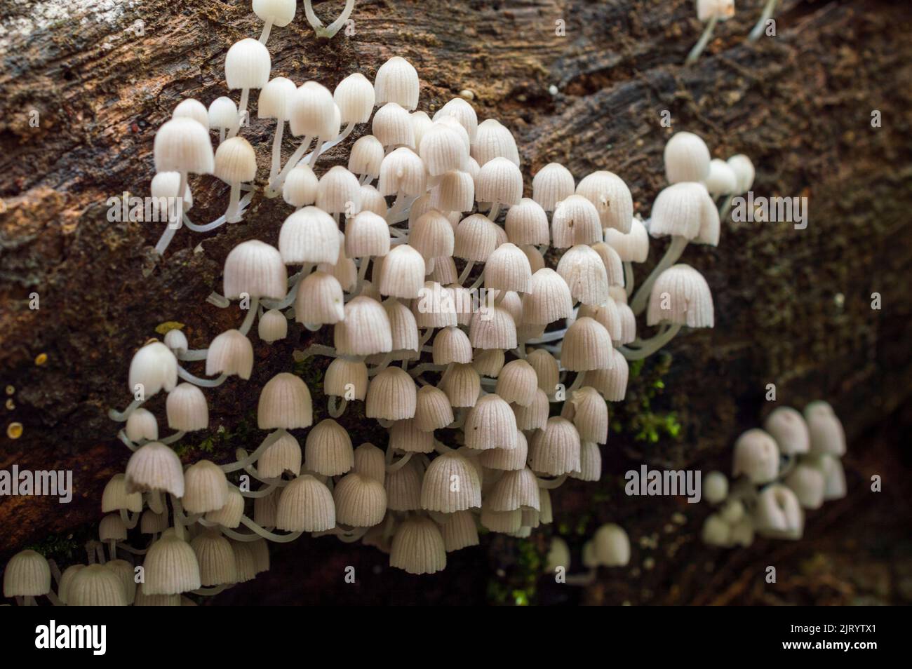 A mushroom is the fleshy, spore bearing fruiting body of a fungus ...