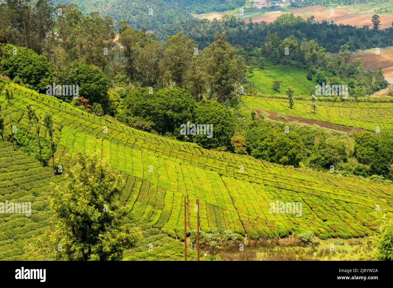 Towering mountains, sprawling tea gardens, nature's gift of greenery ...