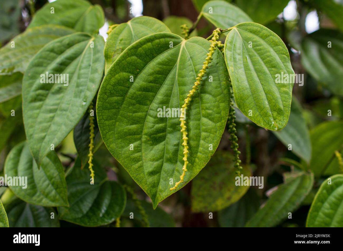 Black pepper is a flowering vine cultivated for its fruit known as ...