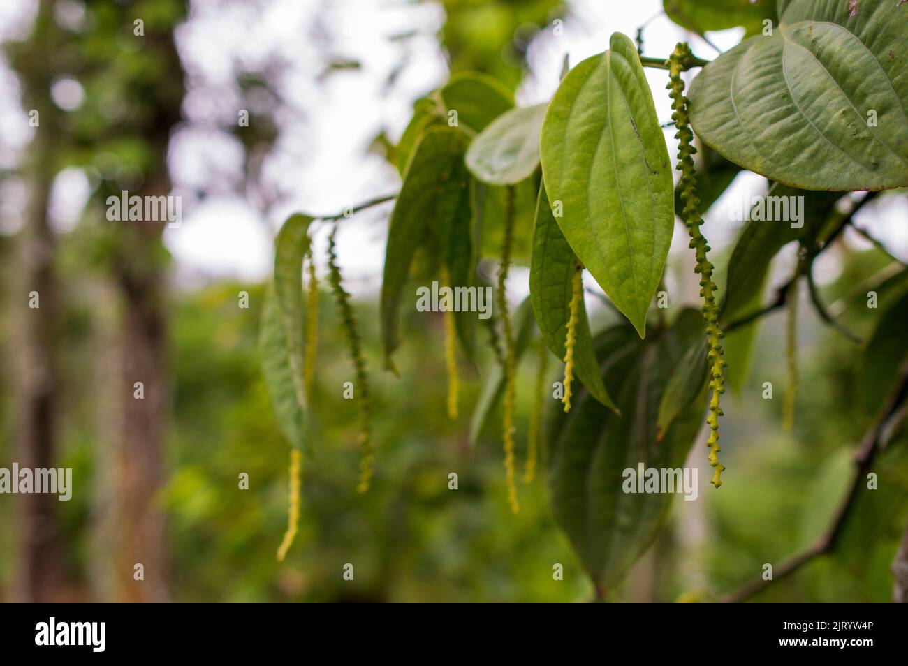 Black pepper is a flowering vine cultivated for its fruit known as ...