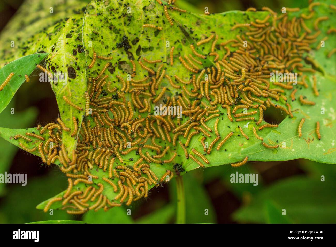 Caterpillars feed by chewing plants. Most common are those that consume ...