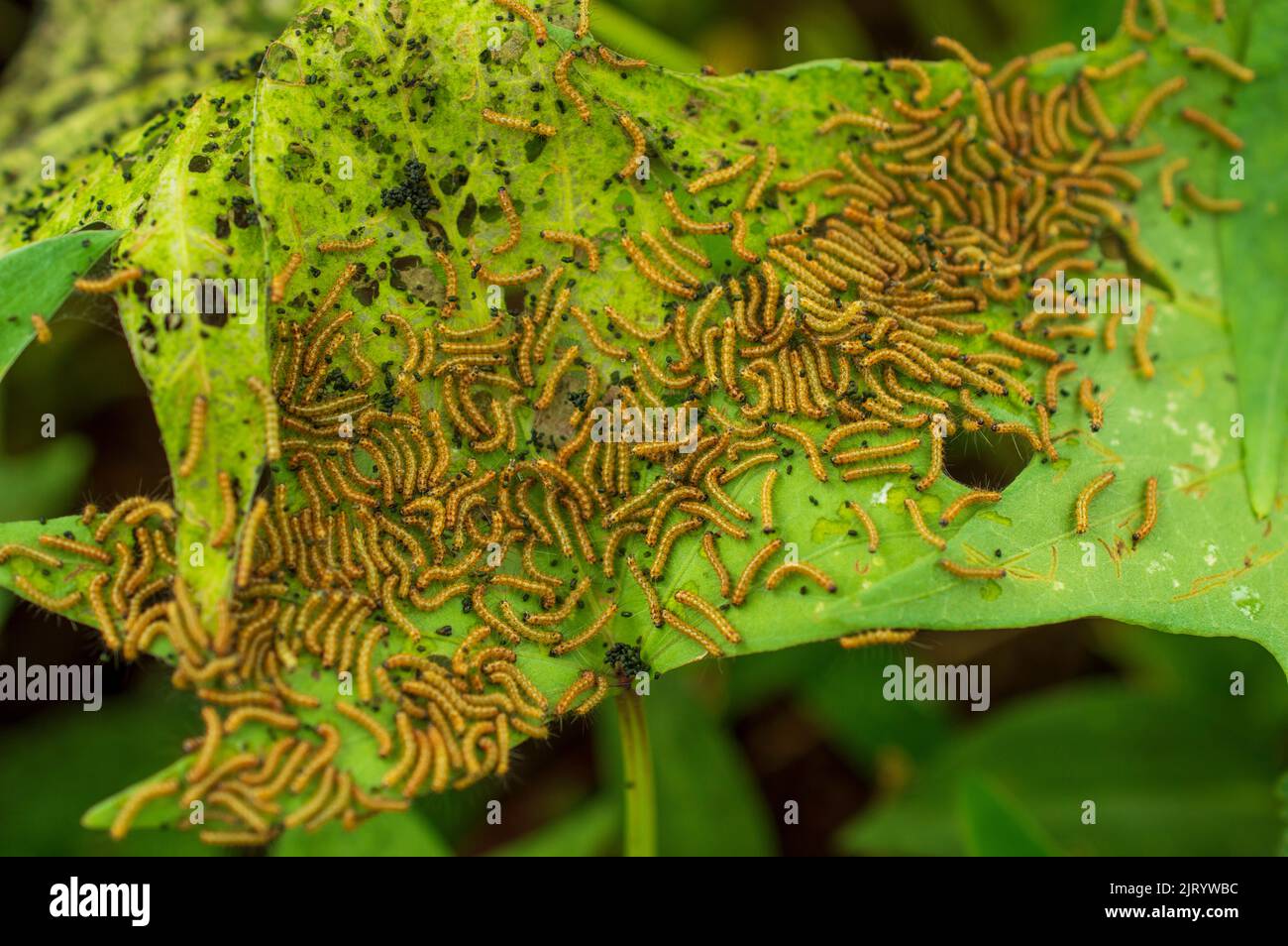 Caterpillars feed by chewing plants. Most common are those that consume ...