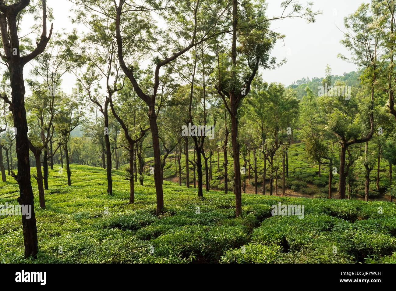 It is necessary to plant a mixture of different species of shade trees ...