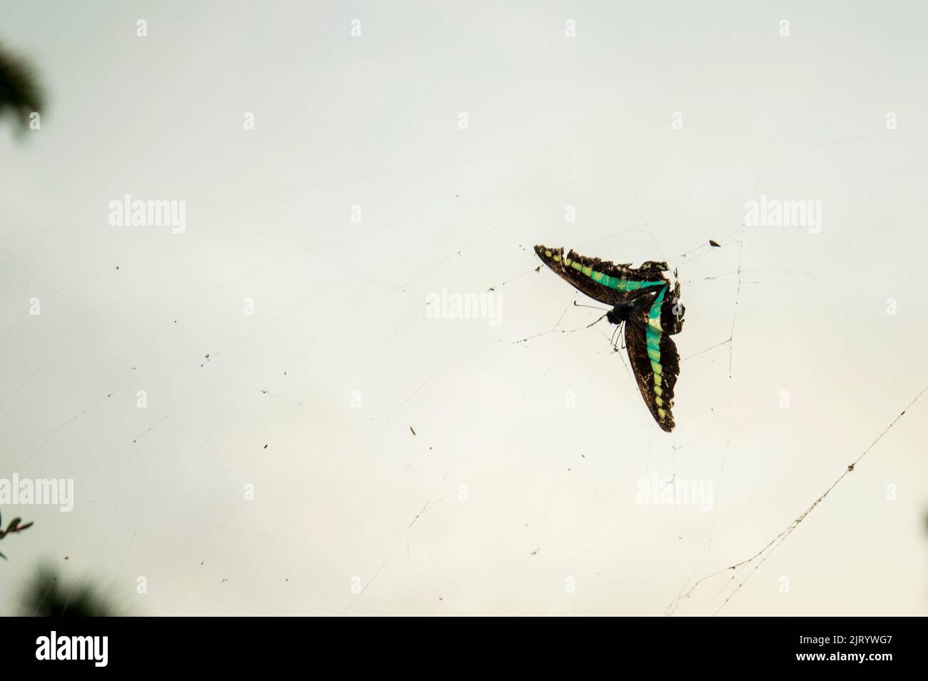 Butterflies are insects with transparent wings that use their feet to ...