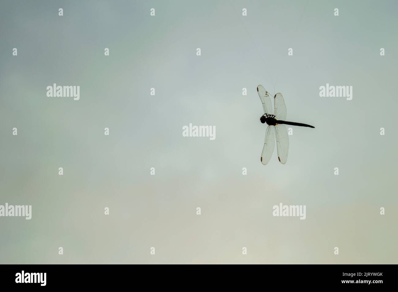 Dragonfly is a flying insect that indicates good luck, prosperity ...