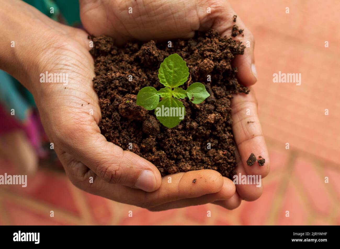 A seedling is a young plant developing out of a plant embryo from a ...