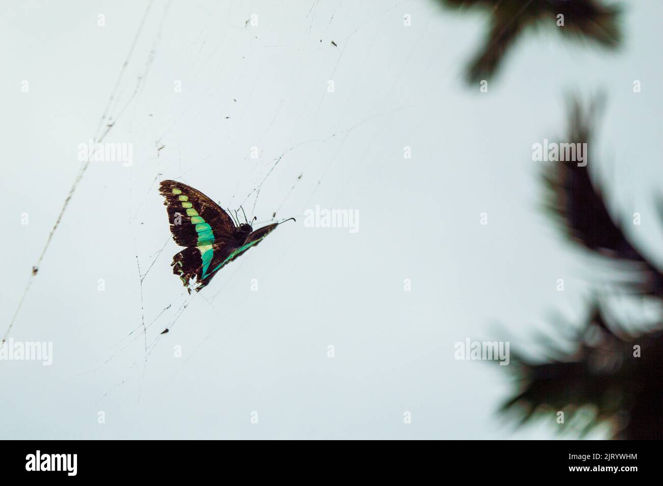 Butterflies are insects with transparent wings that use their feet to ...