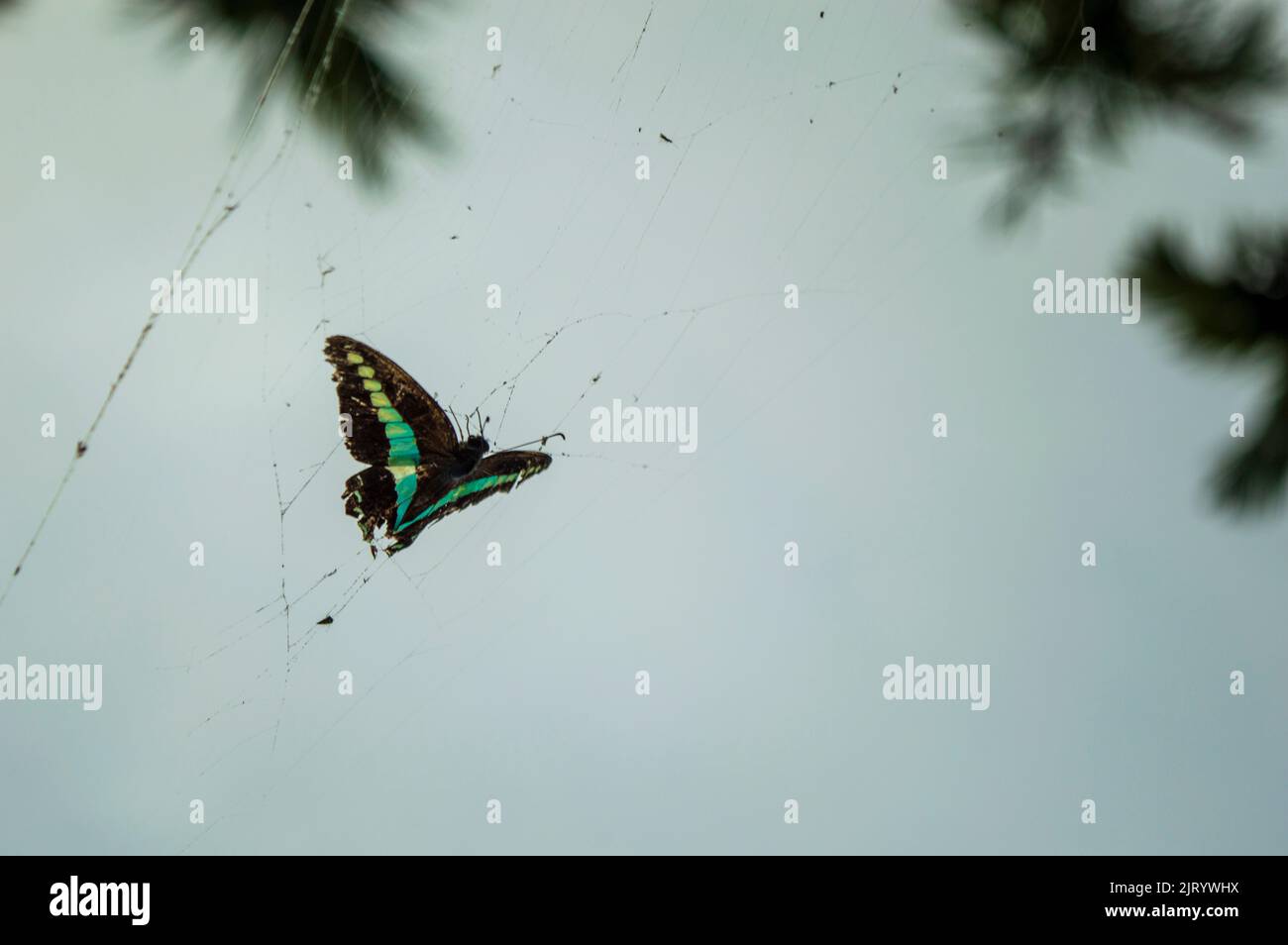 Butterfly with transparent wings hi-res stock photography and images ...