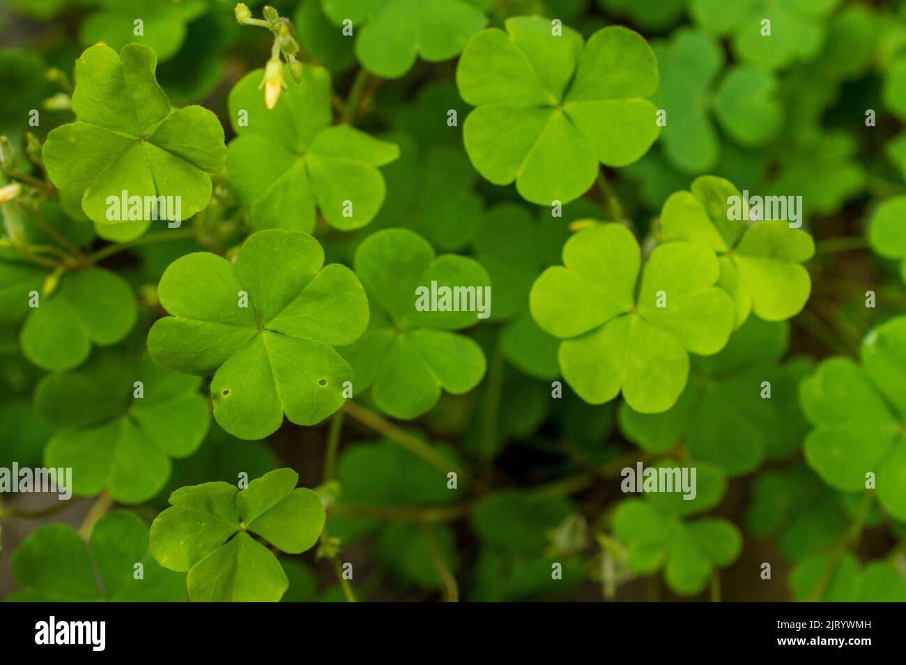 Yellow wood sorrel is a medium sized creeping herb weed also known as ...