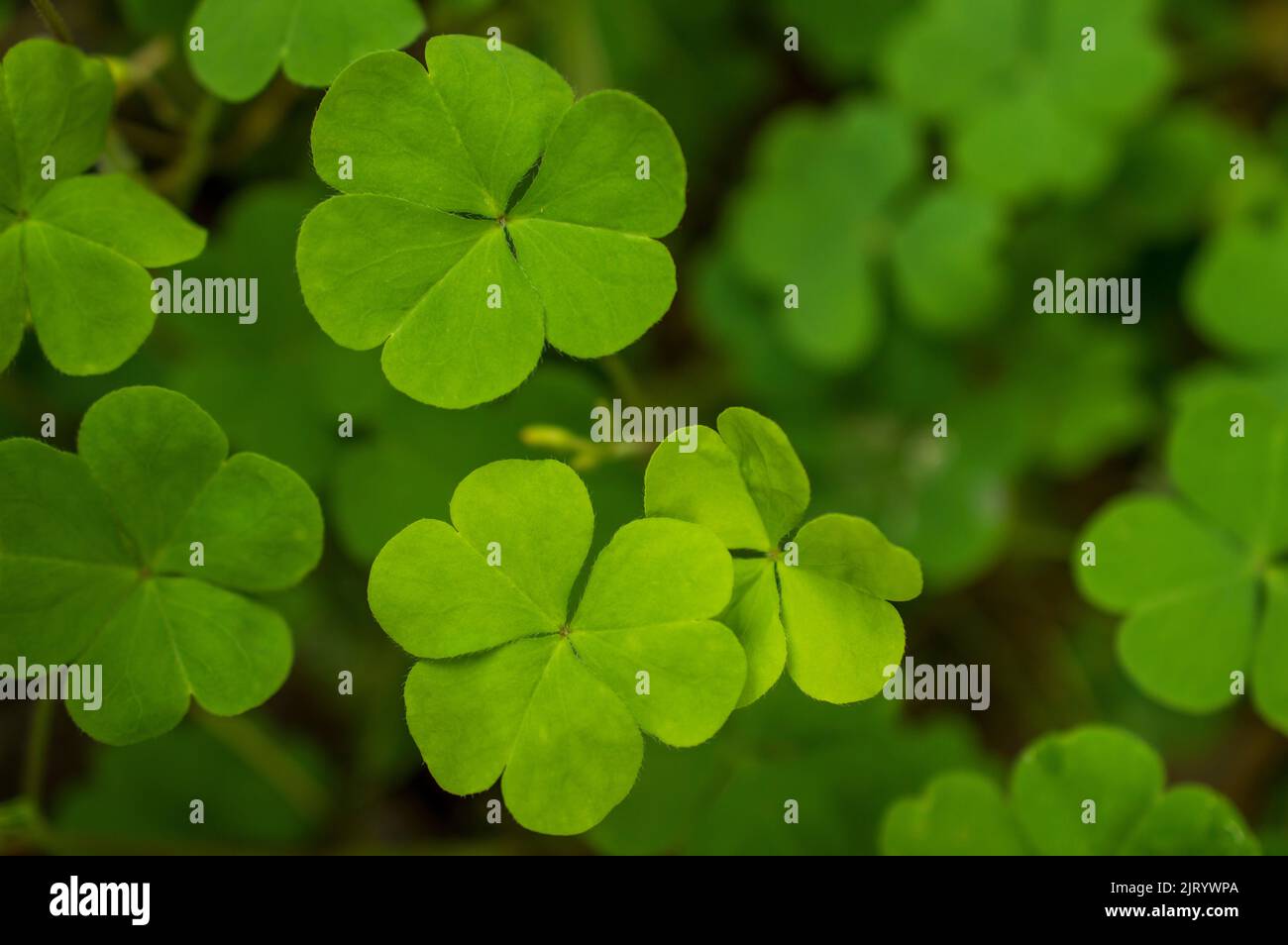 Yellow wood sorrel is a medium sized creeping herb weed also known as ...
