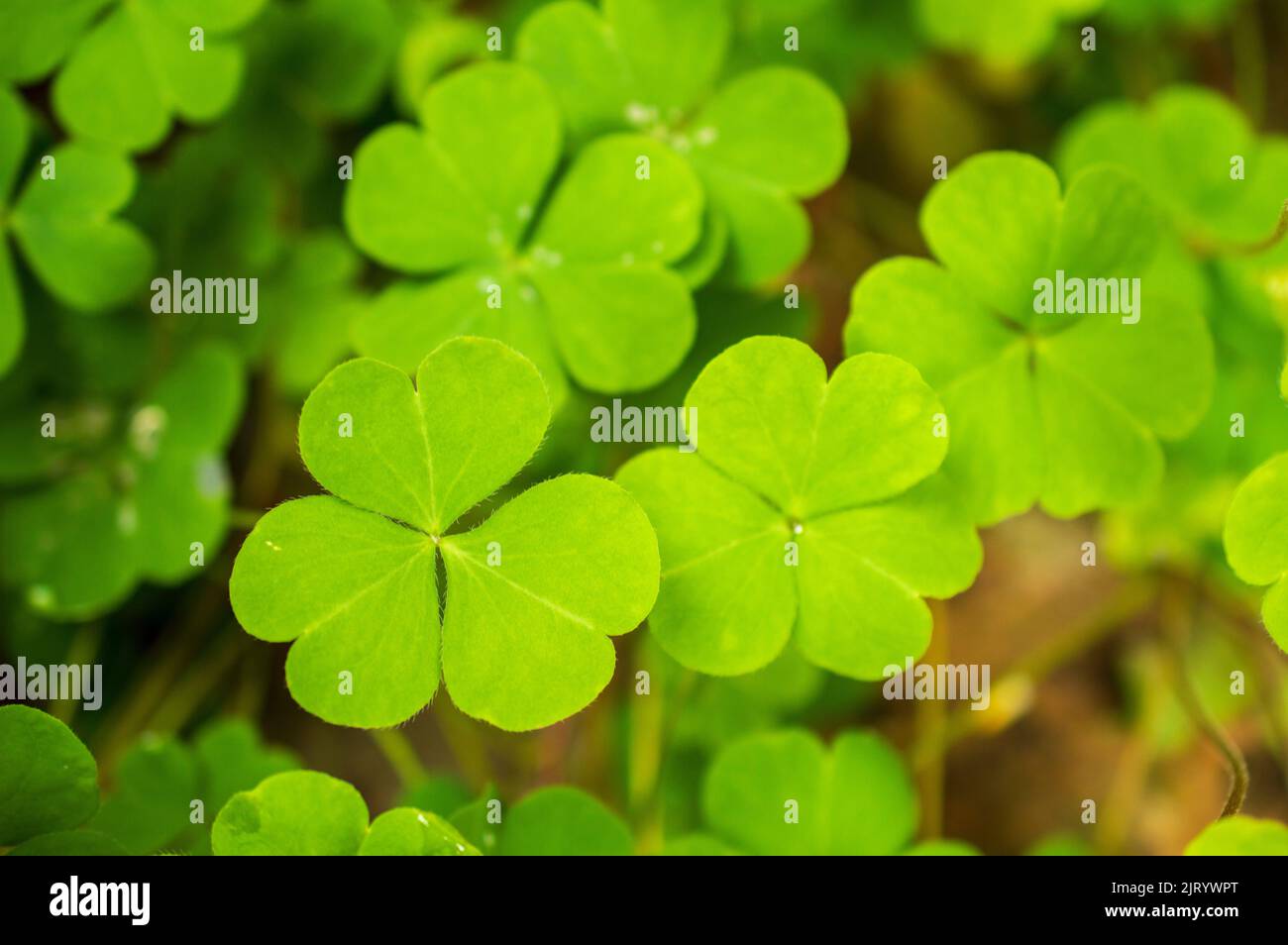 Yellow wood sorrel is a medium sized creeping herb weed also known as ...