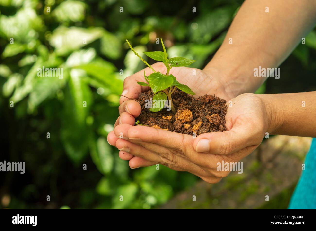 A seedling is a young plant developing out of a plant embryo from a ...