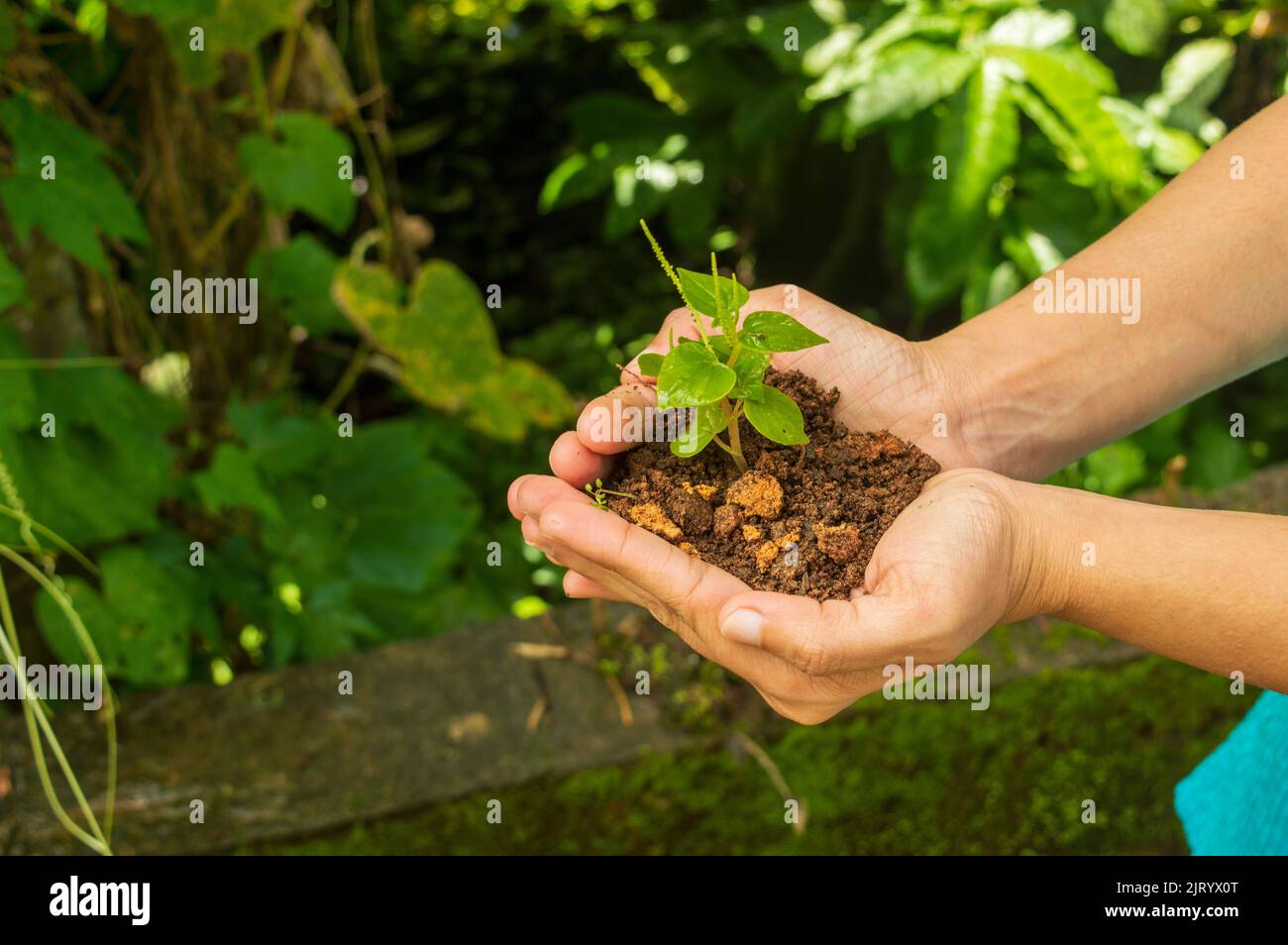 A seedling is a young plant developing out of a plant embryo from a ...
