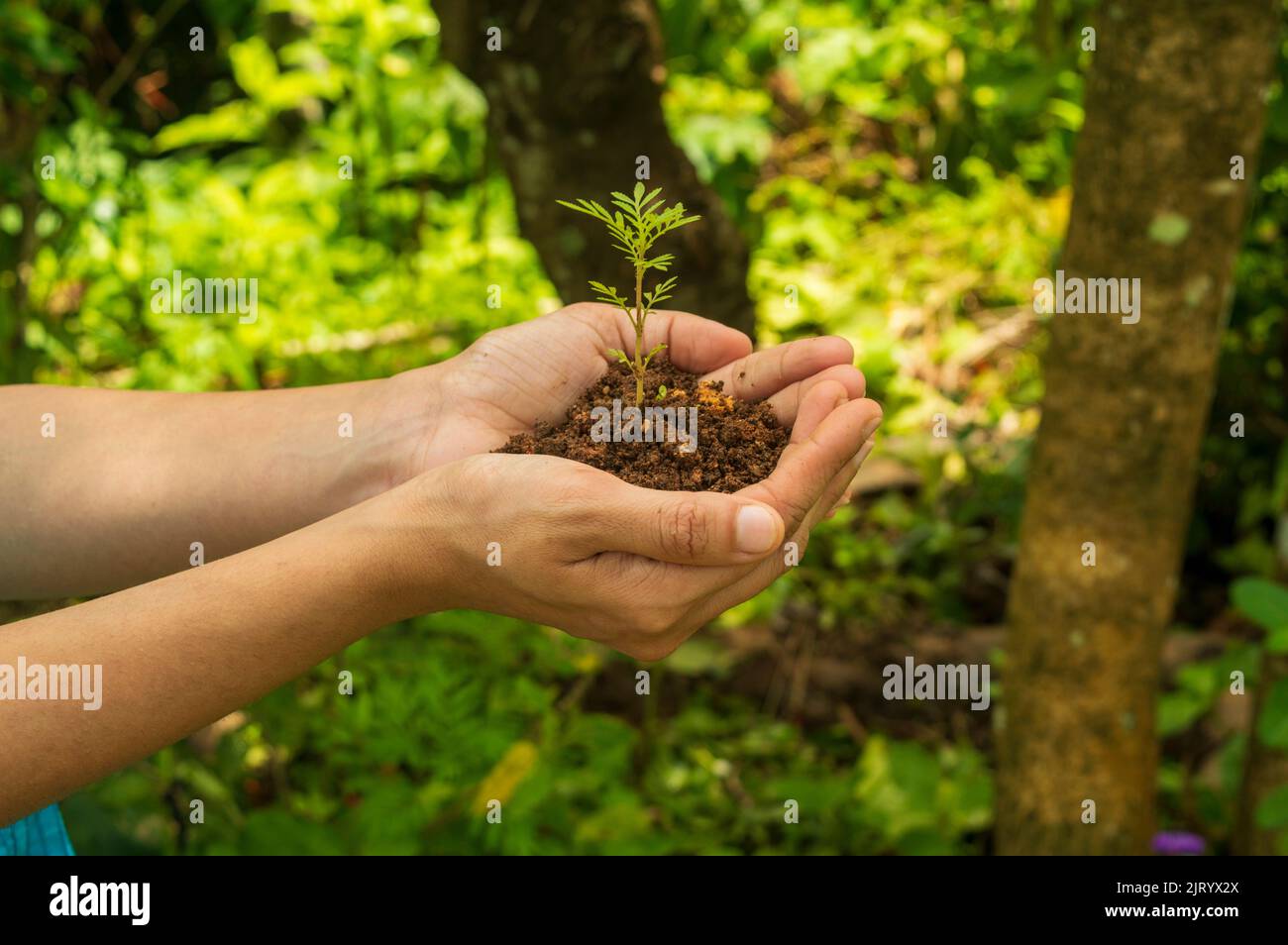 A seedling is a young plant developing out of a plant embryo from a ...
