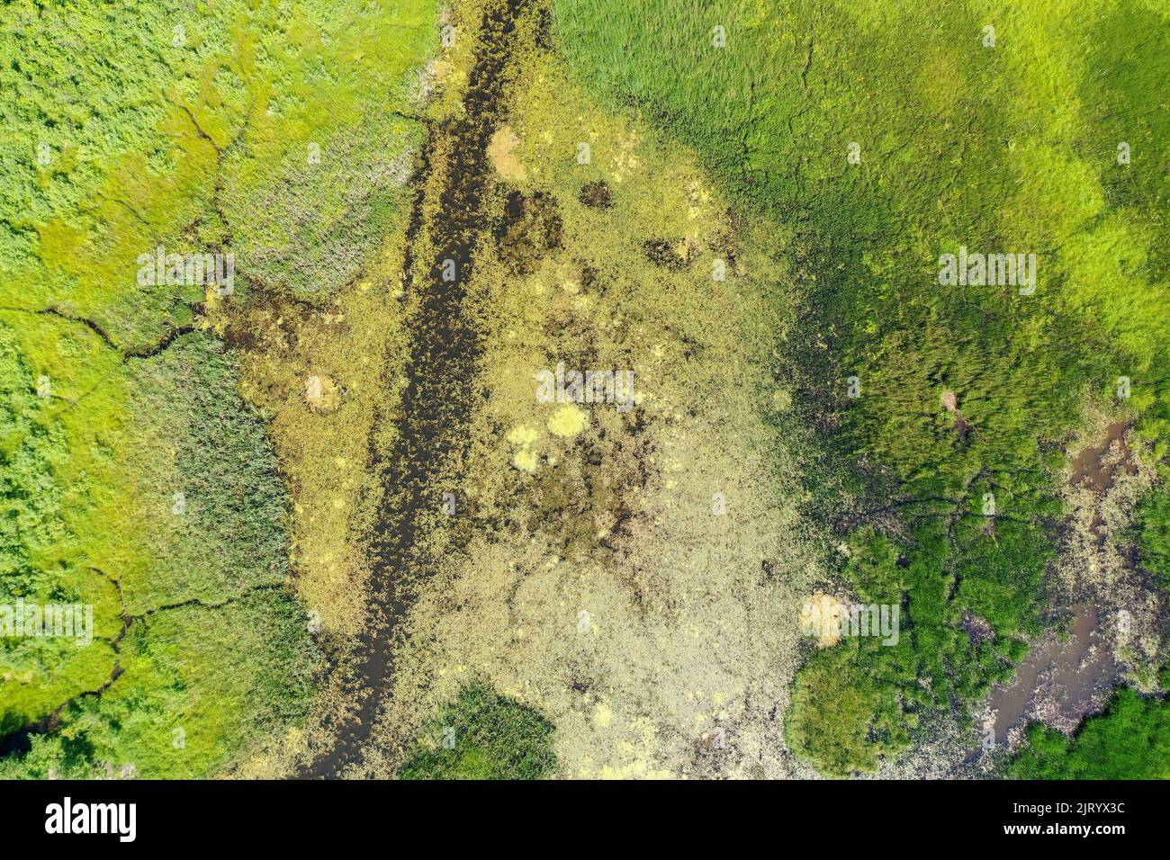 Aerial top down view of green grass and water in marsh wetland Stock ...