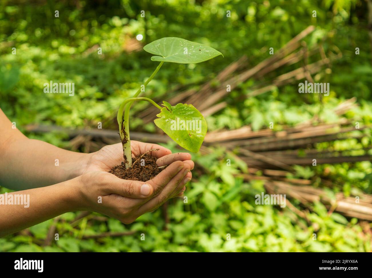 A seedling is a young plant developing out of a plant embryo from a ...