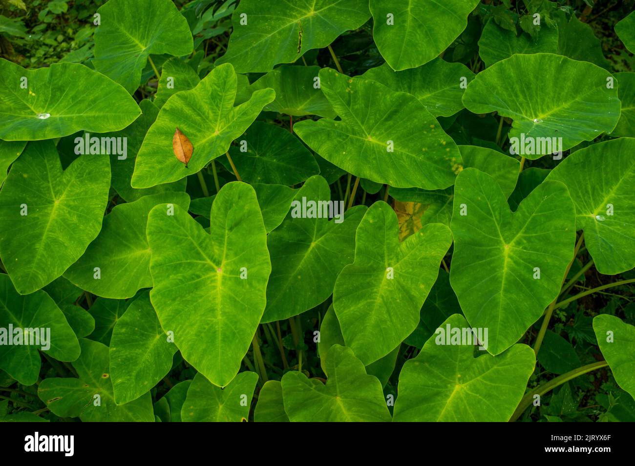 Colocasia Is Herbaceous Perennial Plants With A Large Corm On Or Just Below The Ground Surface