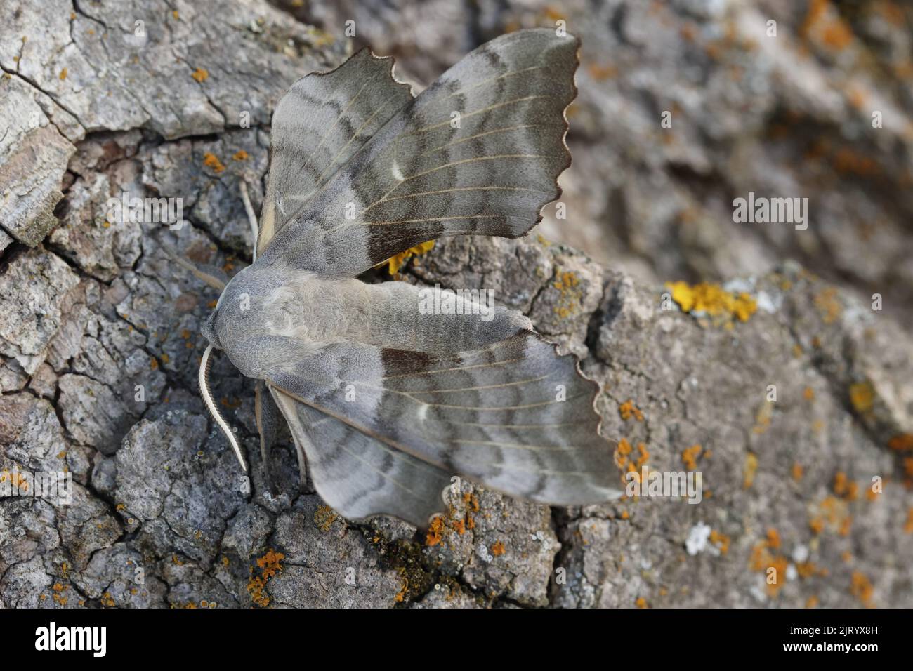 poplar hawk moth sitting camouflaged at the bark of a poplar tree Stock ...