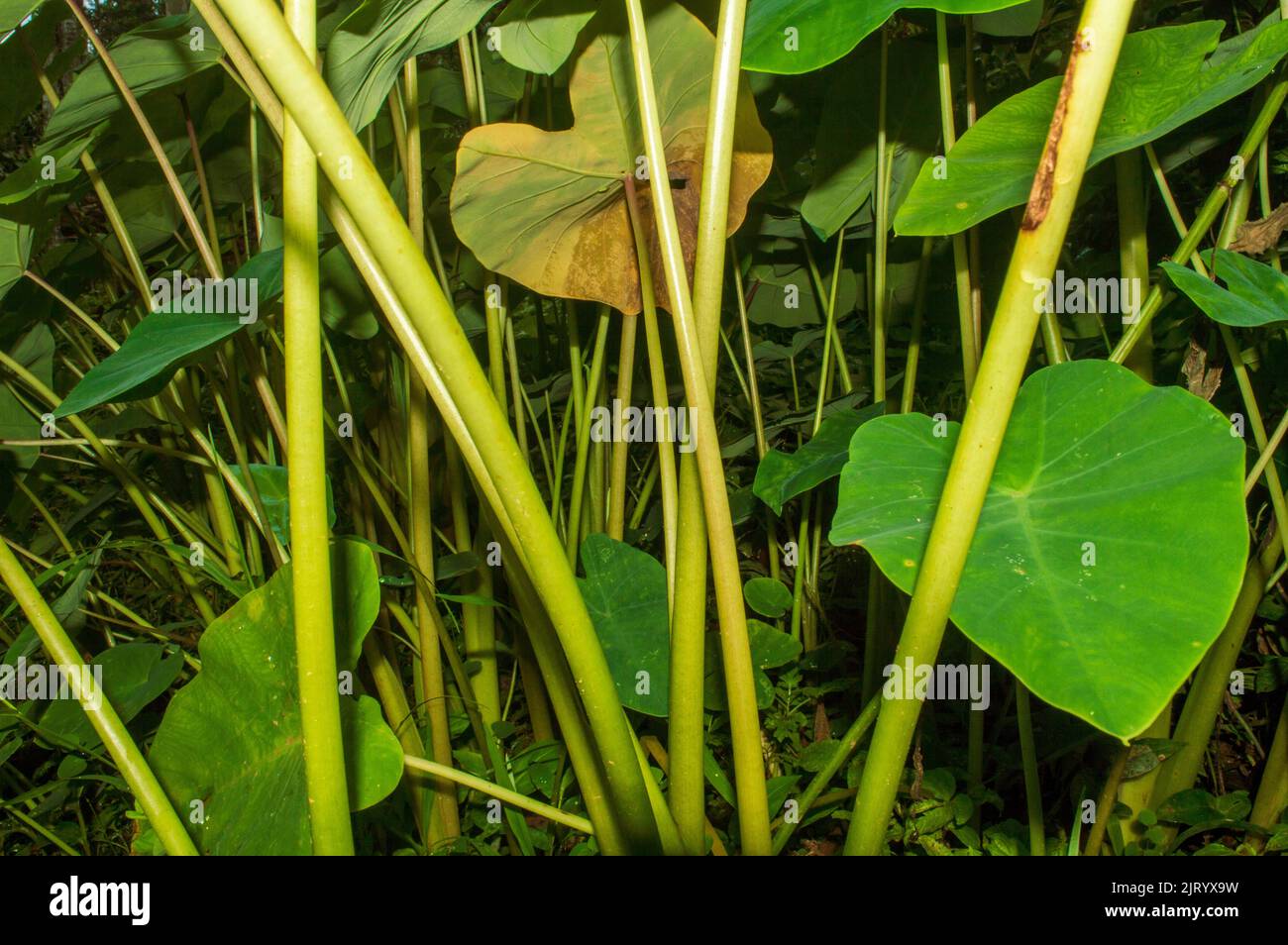 Stems of the colocasia plants forming a beautiful background Stock ...