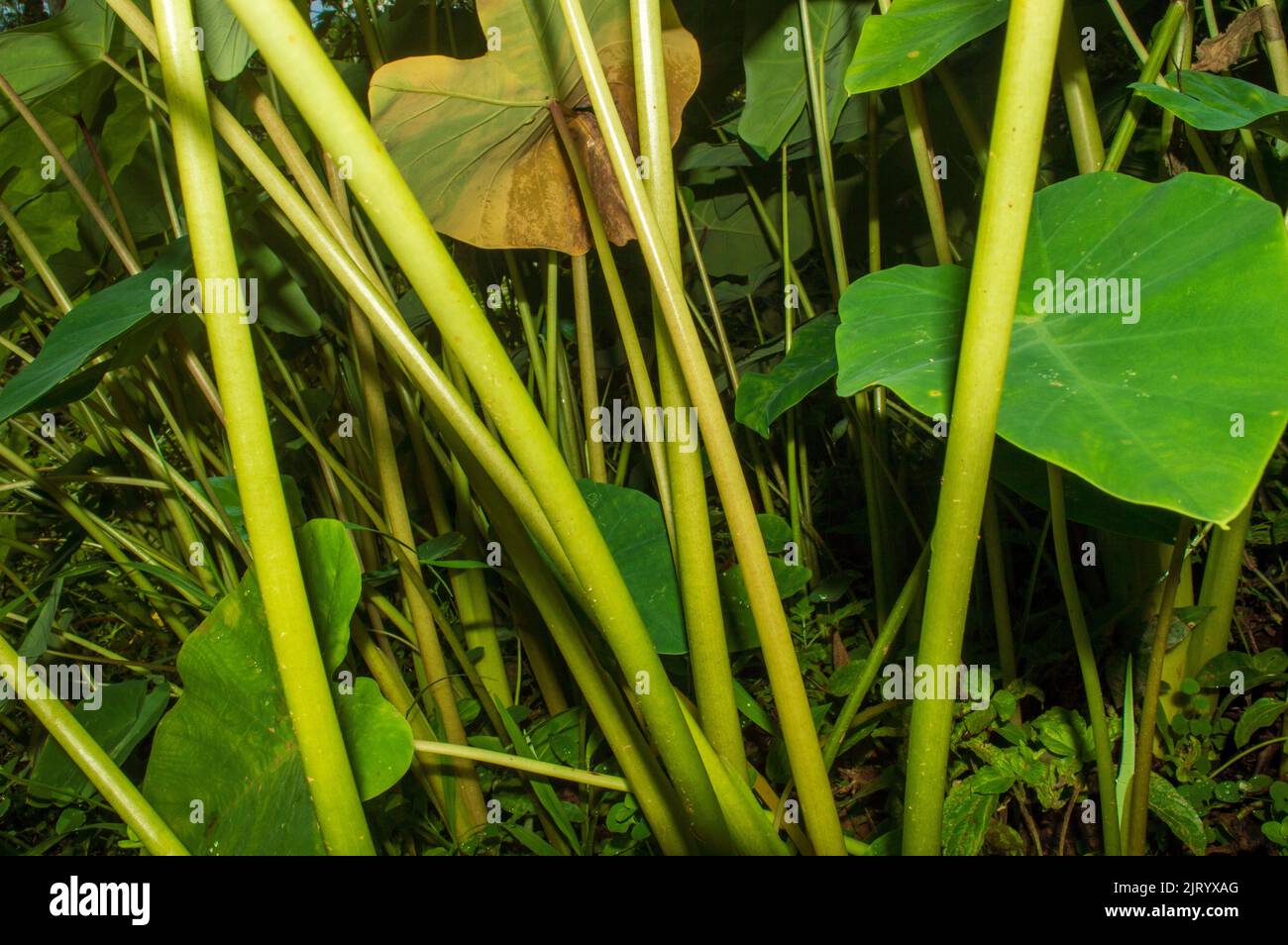 Stems of the colocasia plants forming a beautiful background Stock ...