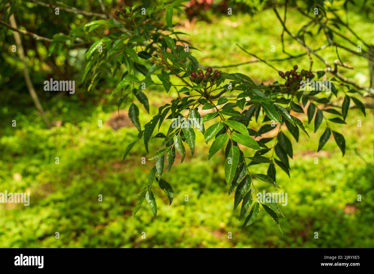Curry leaves tree is a tropical to sub tropical tree and is native to ...