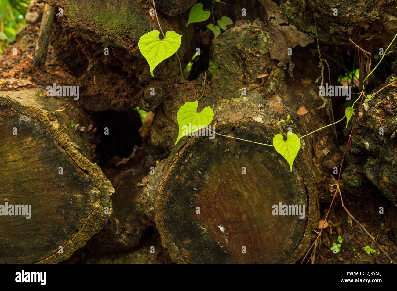 A texture background refers to the perceived feel, appearance or ...