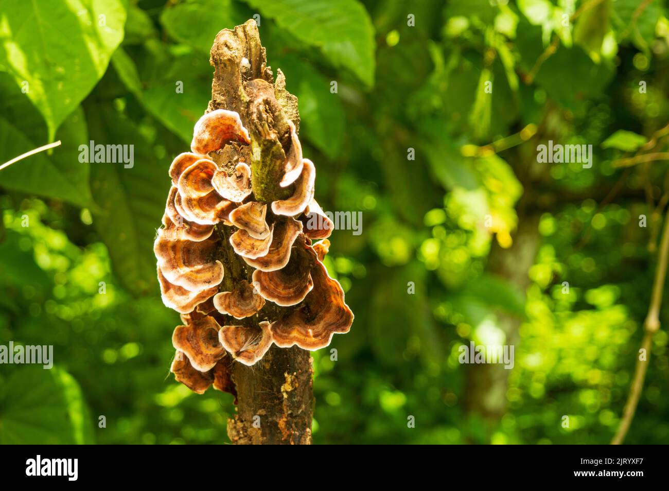 Natural wild wood decay fungus mushroom forming a beautiful background ...
