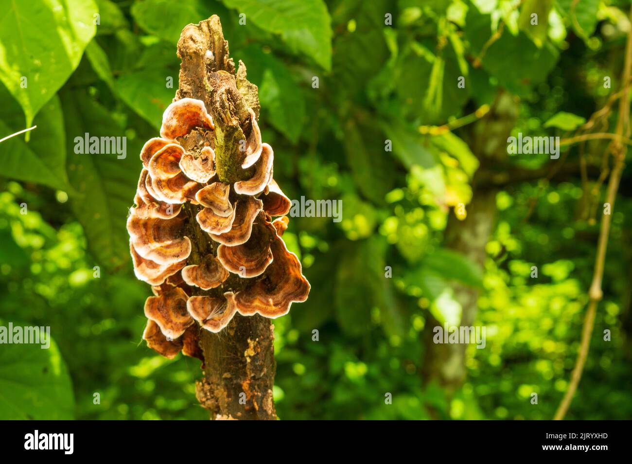 Natural wild wood decay fungus mushroom forming a beautiful background ...