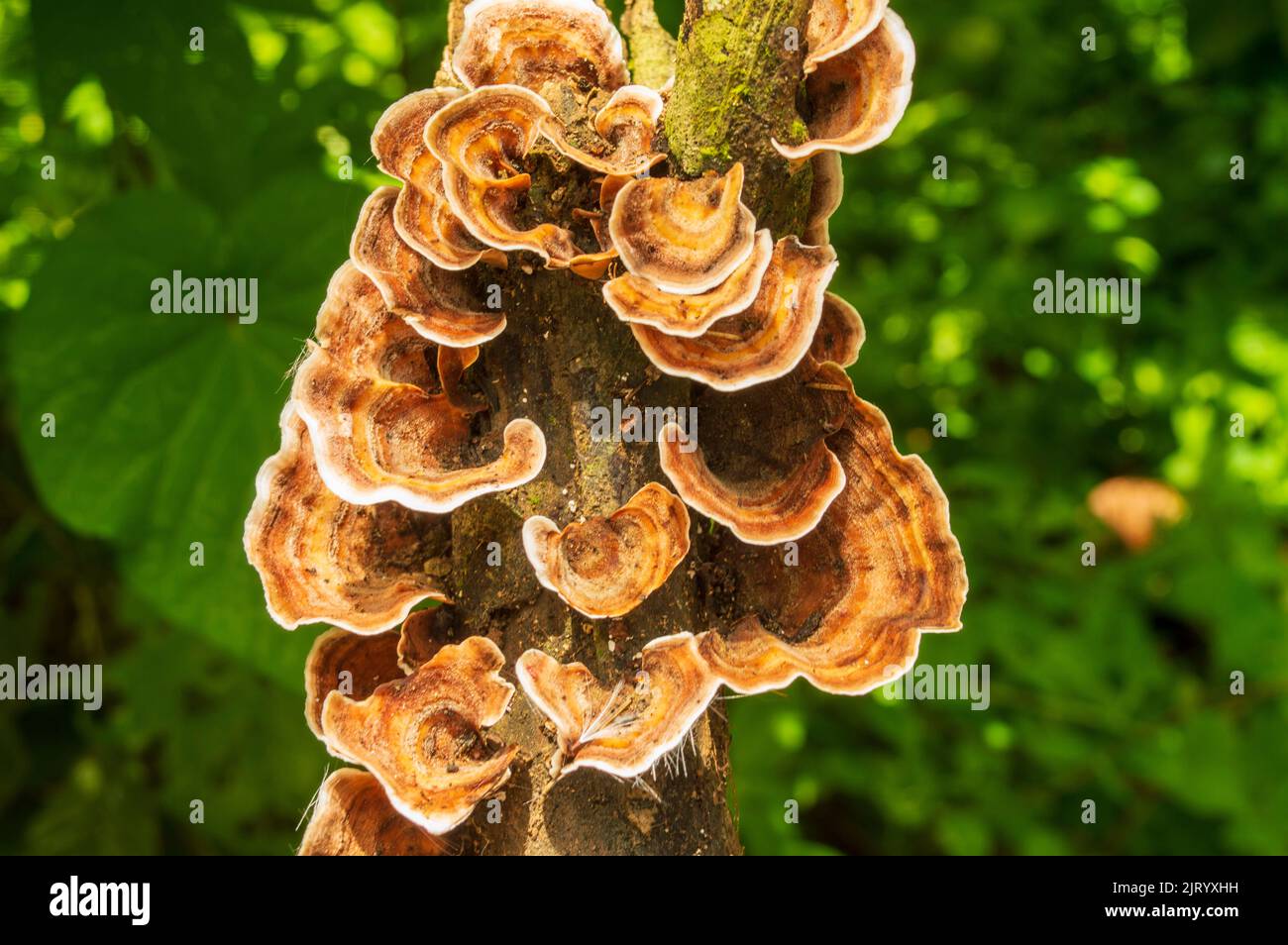 Natural wild wood decay fungus mushroom forming a beautiful background ...