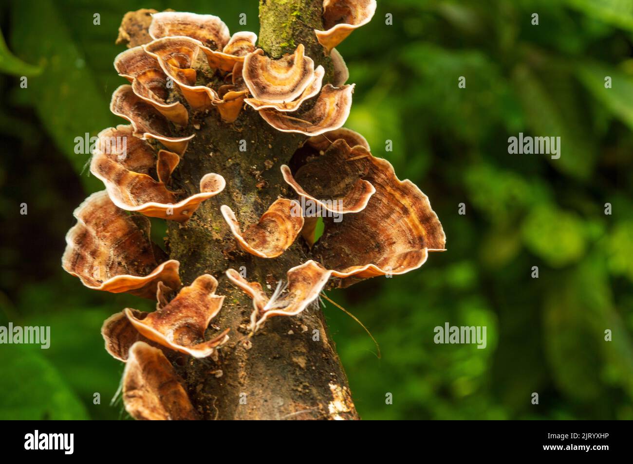 Natural wild wood decay fungus mushroom forming a beautiful background ...